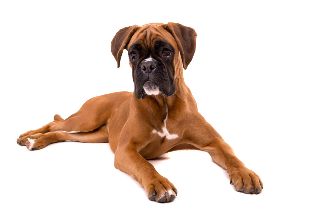 The Ultimate Guide to Socializing Your Boxer Puppy - I Love My Boxers 2